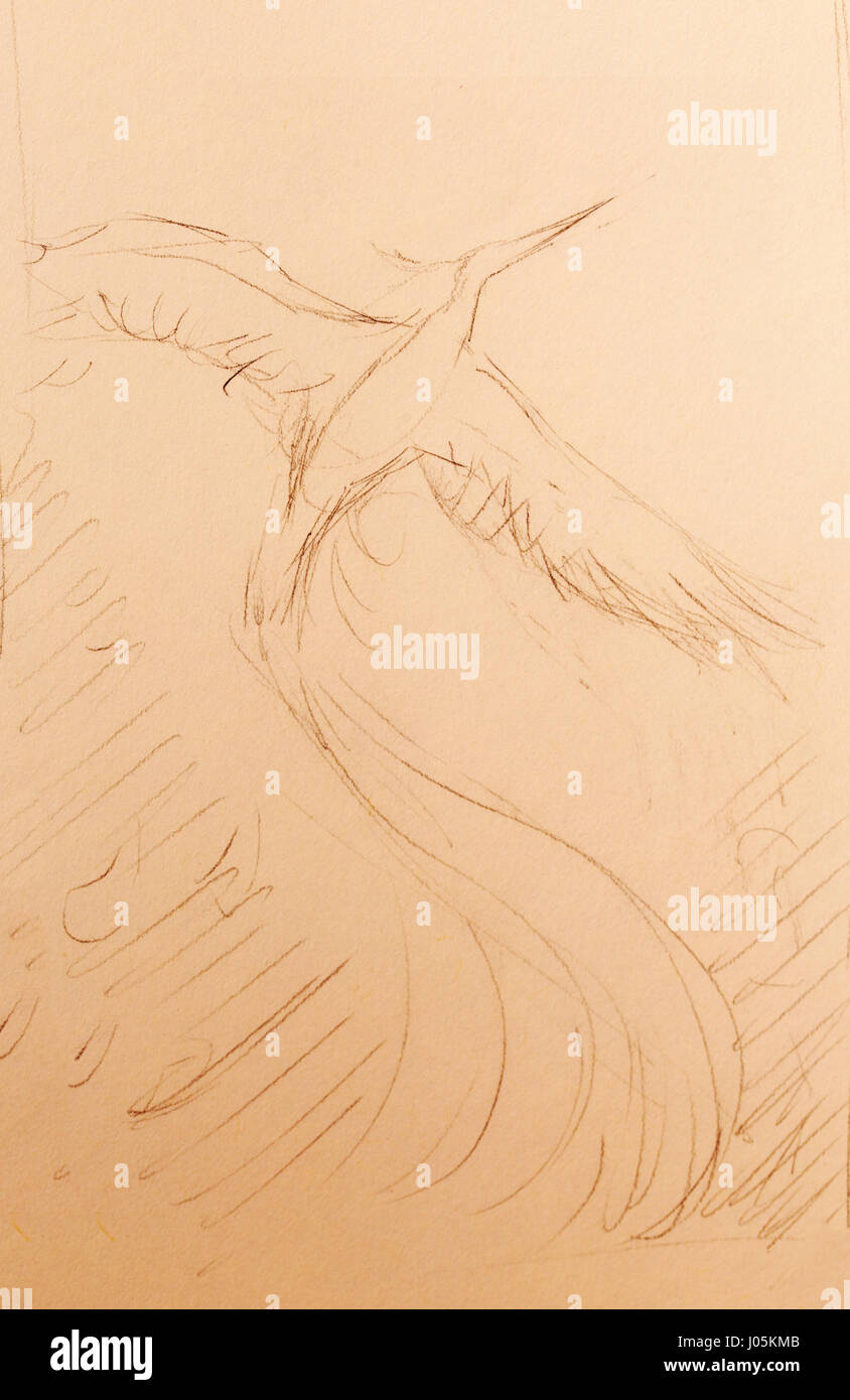 uprising phoenix bird flying up, drawing on white paper background ...