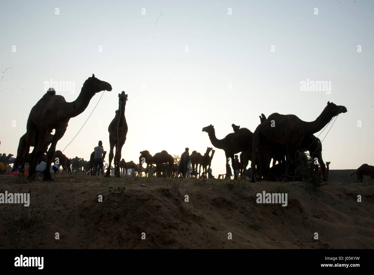 Camels, pushkar mela, rajasthan, india, asia Stock Photo - Alamy