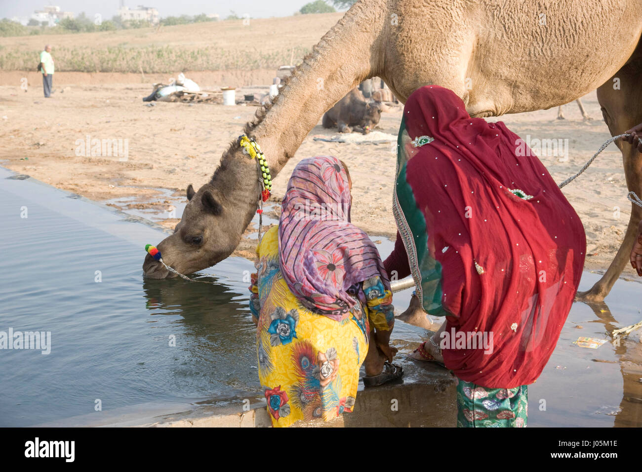 Camel drinking water, pushkar mela, rajasthan, india, asia Stock Photo ...