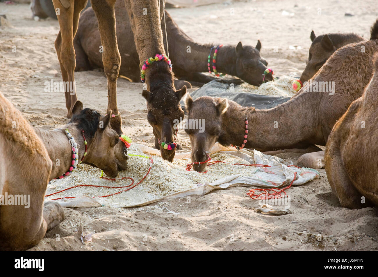 Camels eating, pushkar mela, rajasthan, india, asia Stock Photo - Alamy