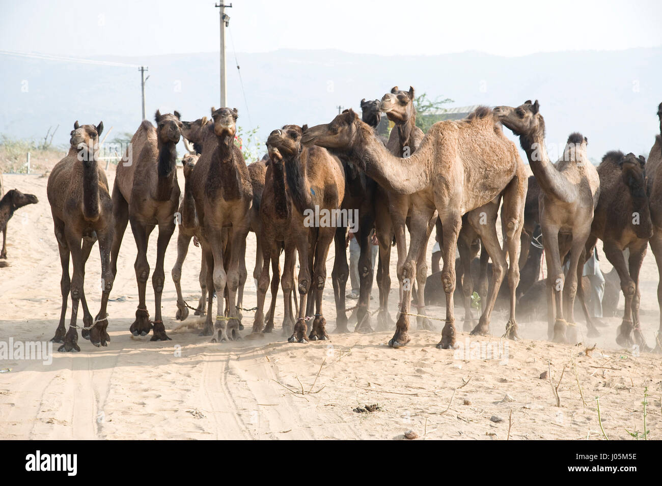 Camels north india hi-res stock photography and images - Alamy
