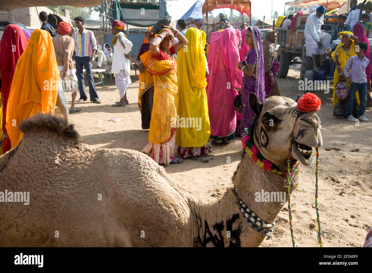 Camel crowd people animal hi-res stock photography and images - Alamy