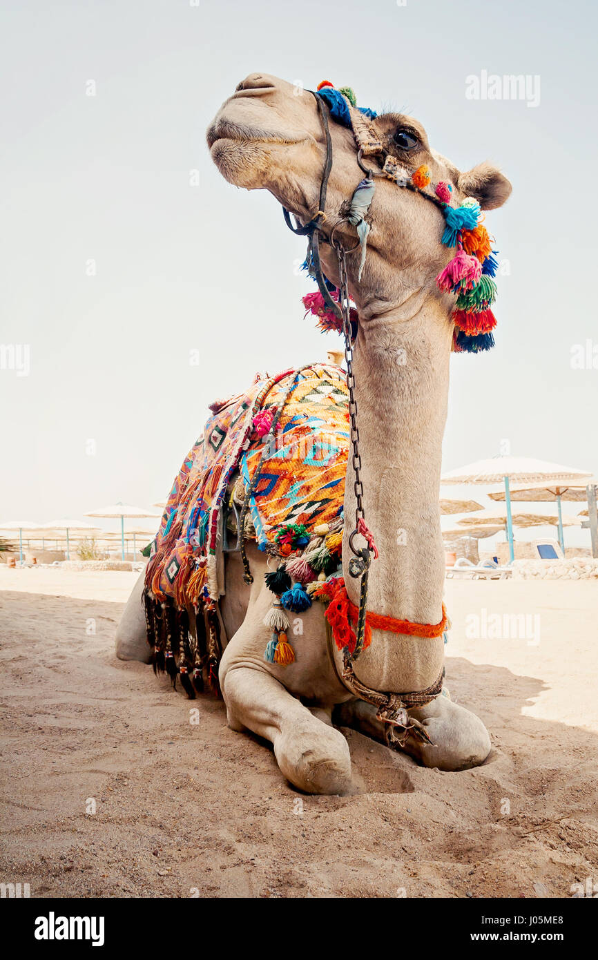 camel for tourist trips is in the sand on the beach in Egypt Stock ...