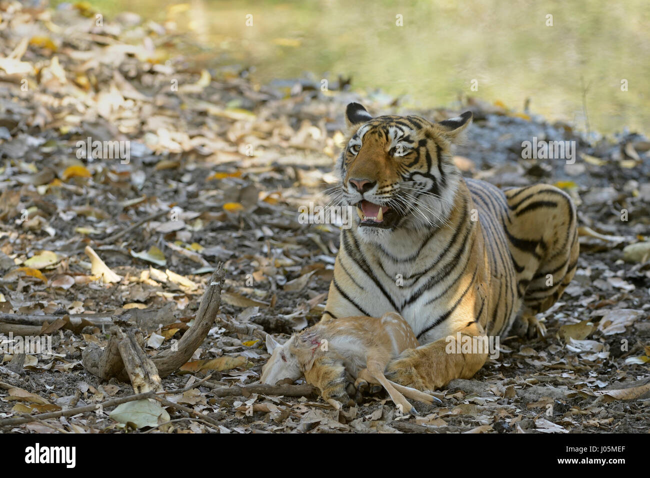 Close up of a wild Bengal tiger, eating a dead Spotted or Axis deer ...