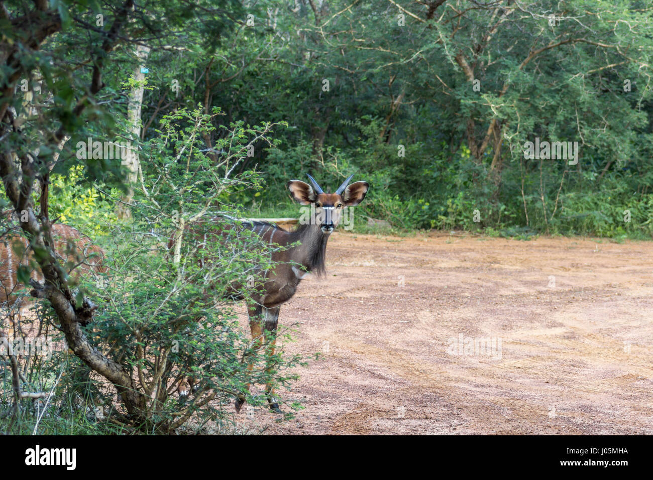 Nyala male female south africa hi-res stock photography and images - Alamy