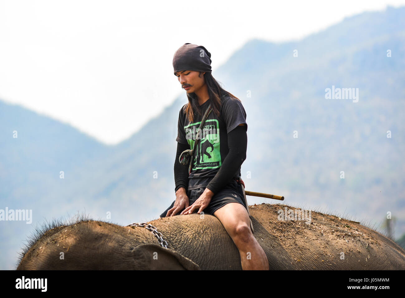 Wang Dong, Thailand, March 6, 2016: Mahout riding on his elephant in ...