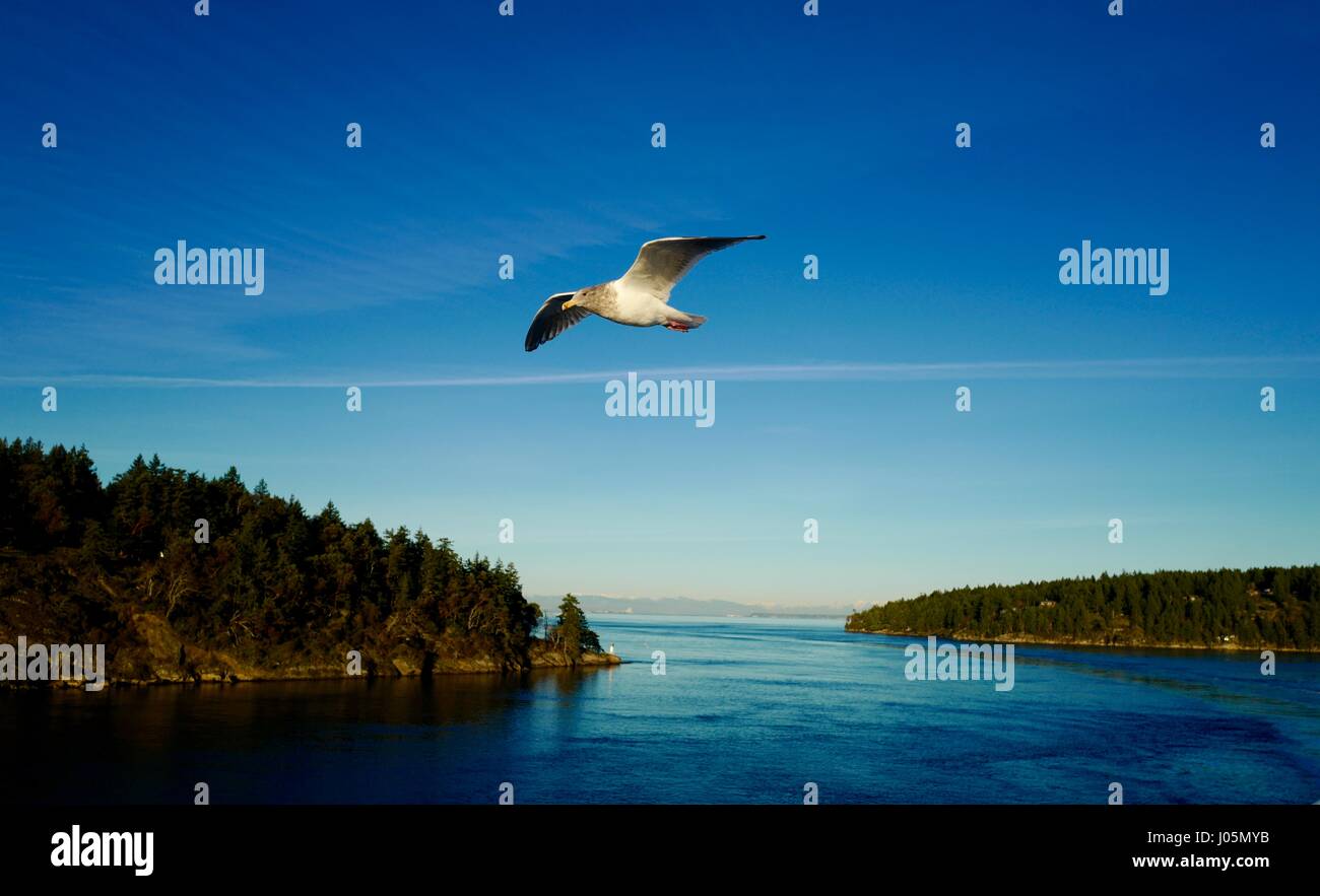 Seagull following BC fear near Victoria, British Columbia Stock Photo ...