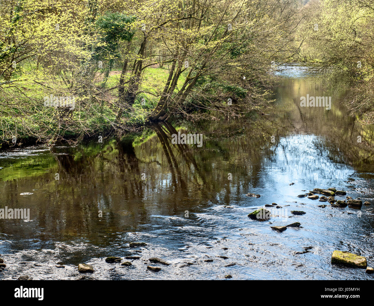 Spring Trees Reflected in the River Nidd in Nidd Gorge Woods ...