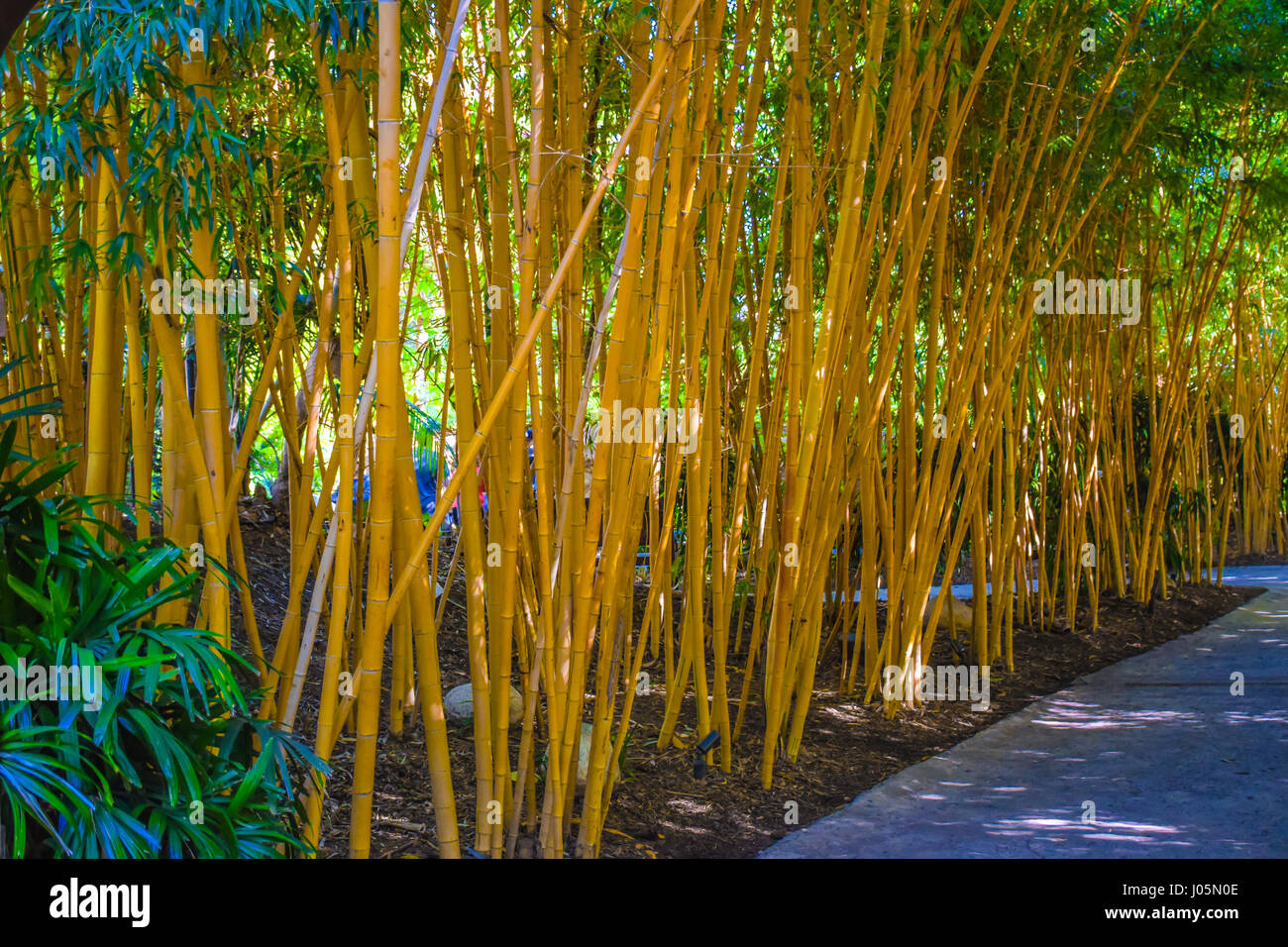Bamboo tree planted in a garden for landscape Stock Photo - Alamy