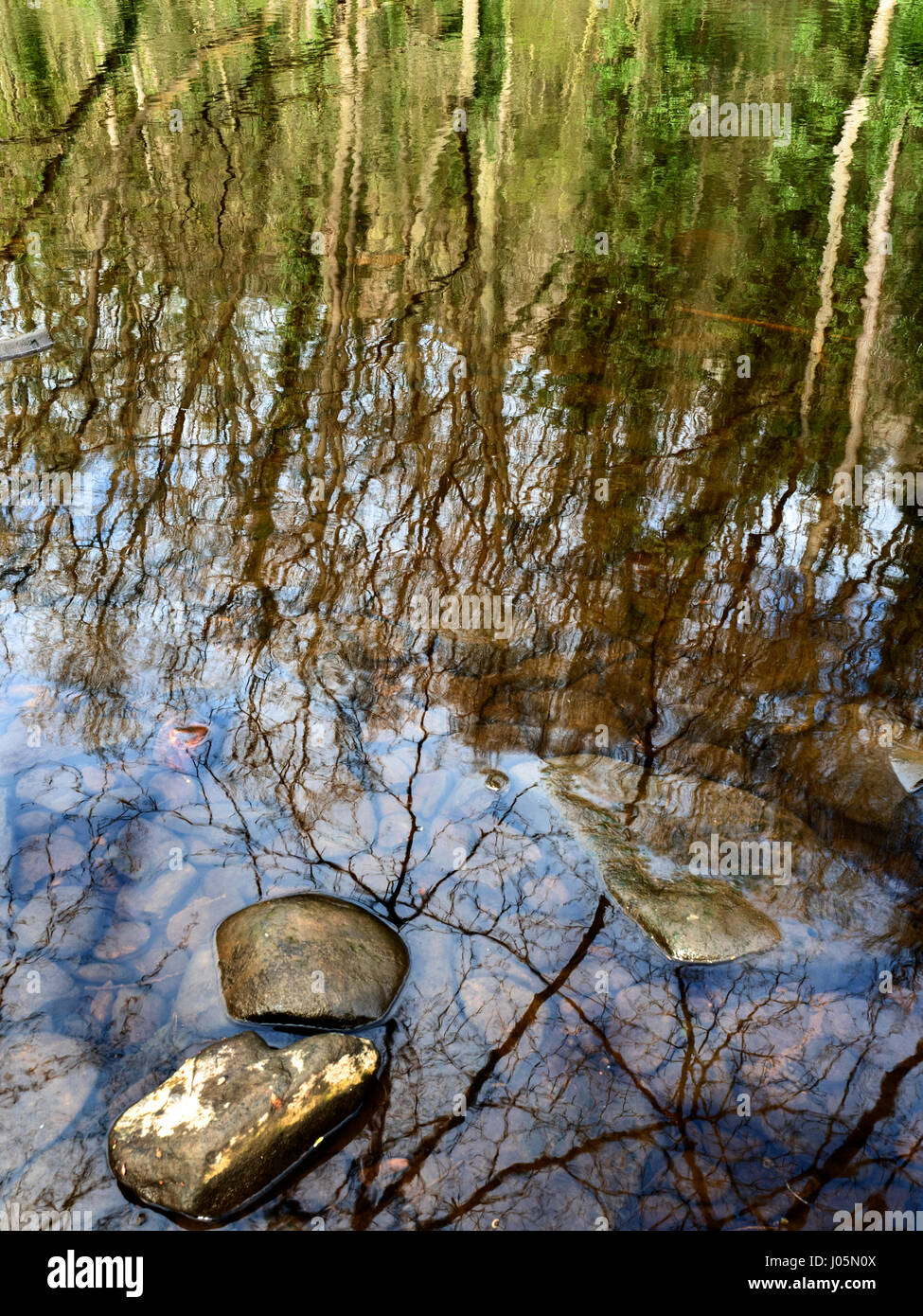 Spring Trees Reflected in the River Nidd in Nidd Gorge Woods near ...