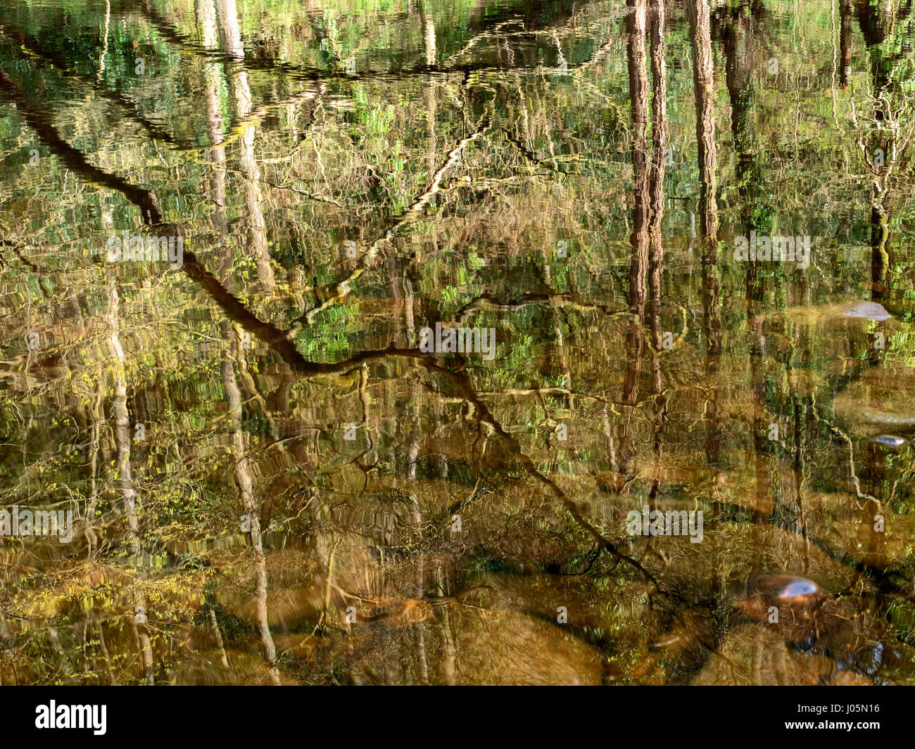Spring Trees Reflected in the River Nidd in Nidd Gorge Woods near ...