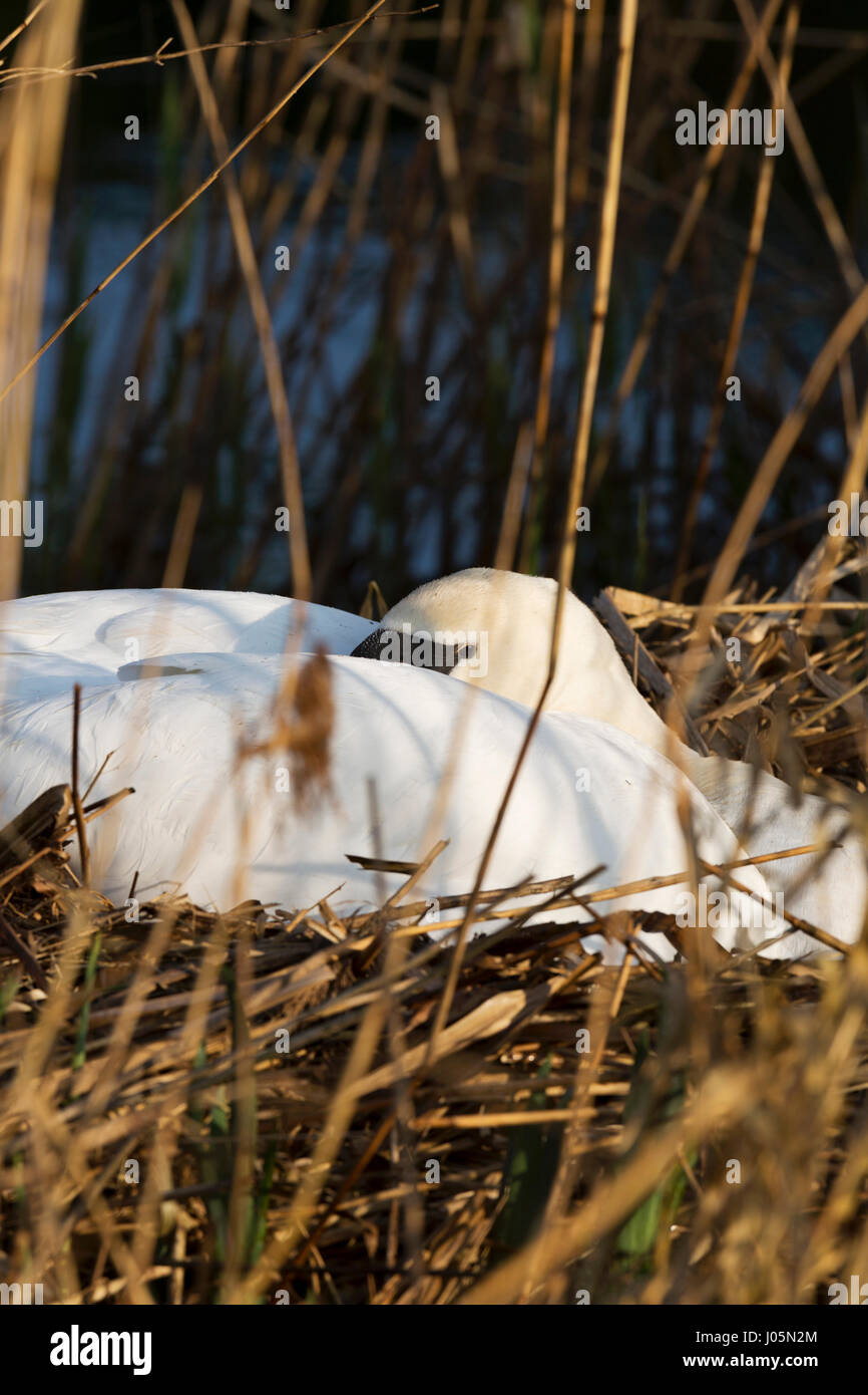 Swan sitting on nest hi-res stock photography and images - Alamy