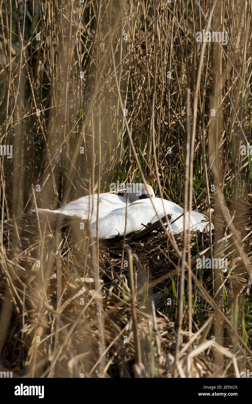 Swan sitting on nest in reeds. Unsharpened Stock Photo - Alamy