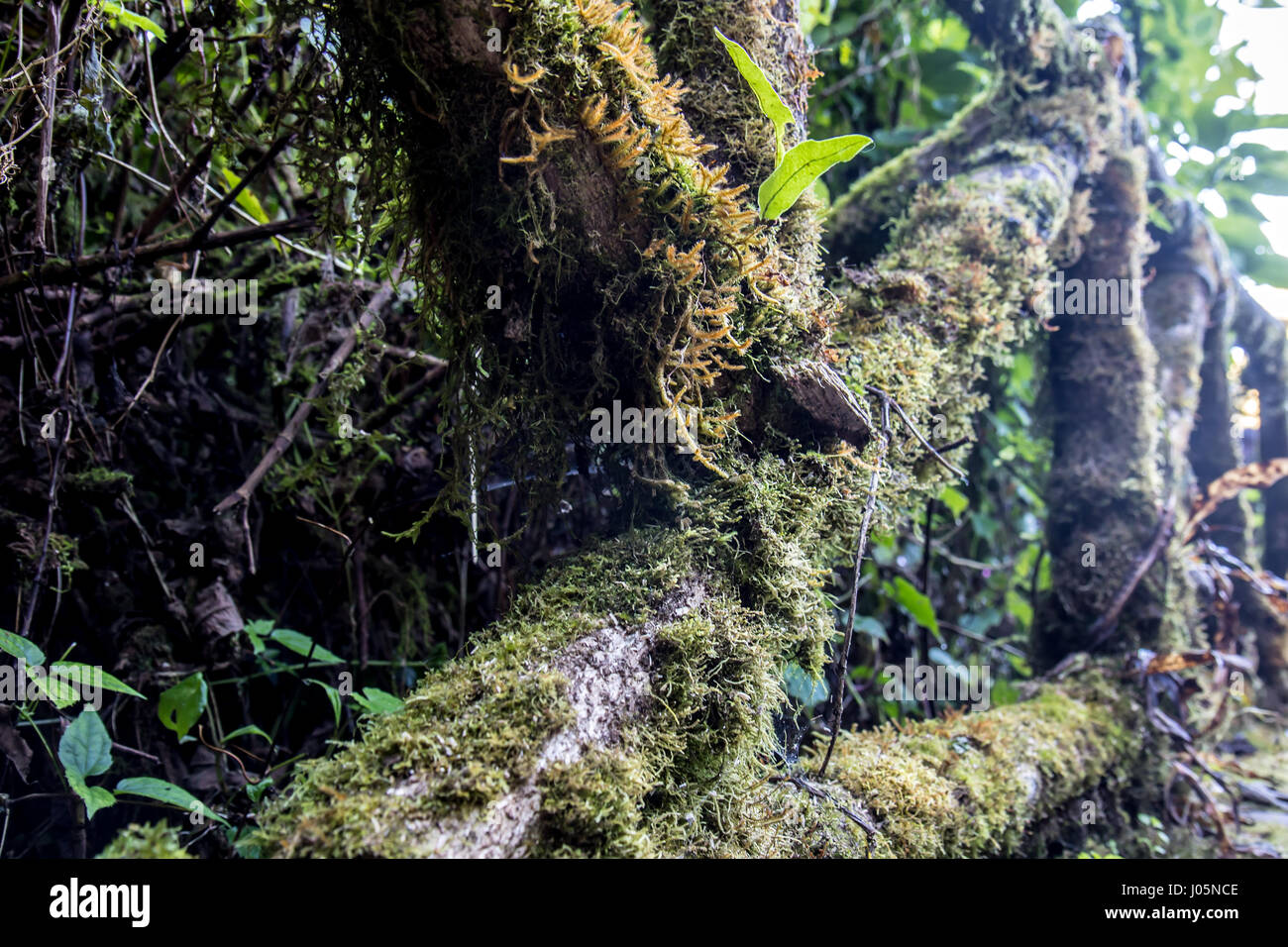 Overgrown railing on a hiking path in tropical forest. Ang Ka Nature ...