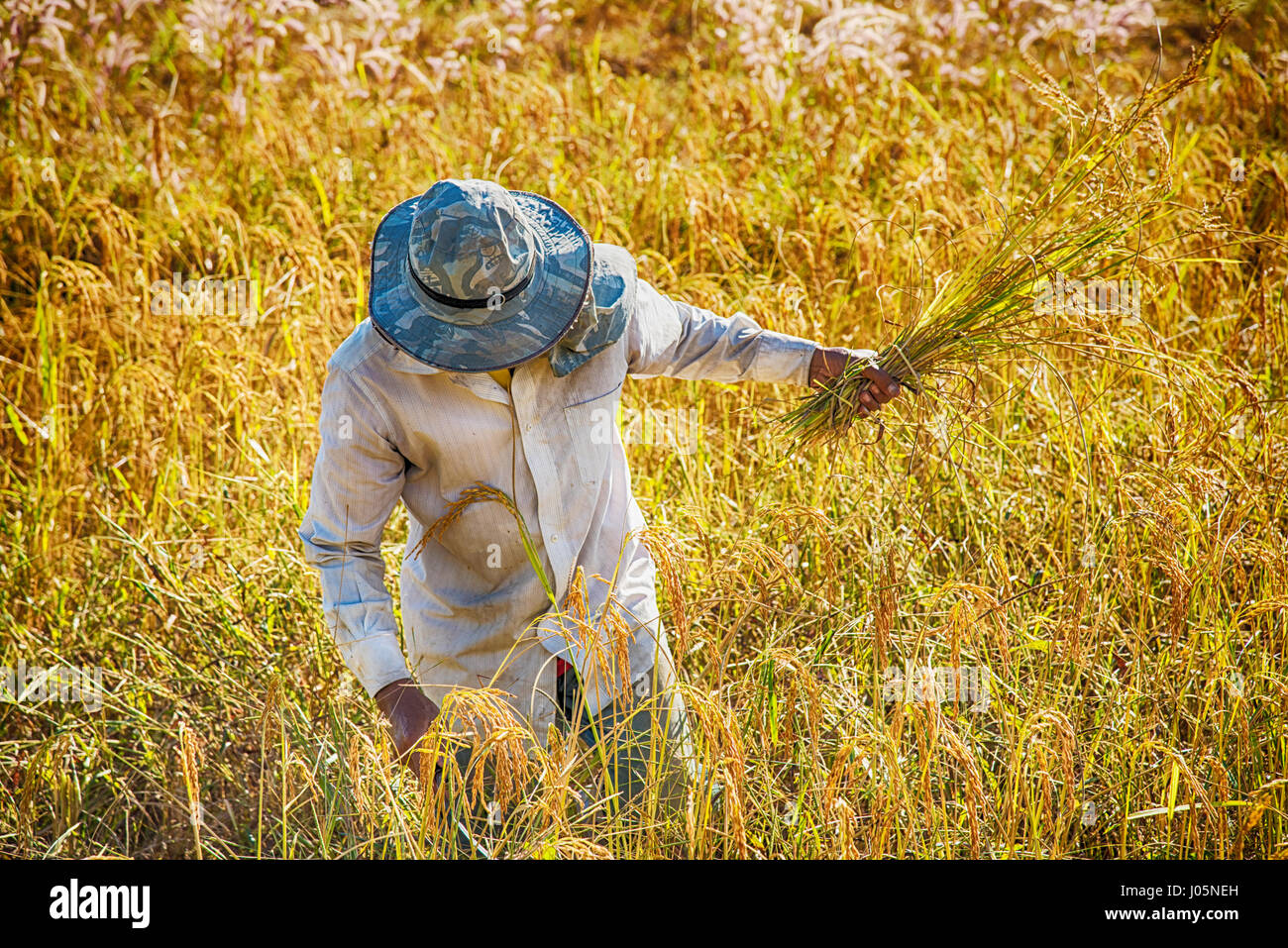 Harvesting rice field hi-res stock photography and images - Alamy