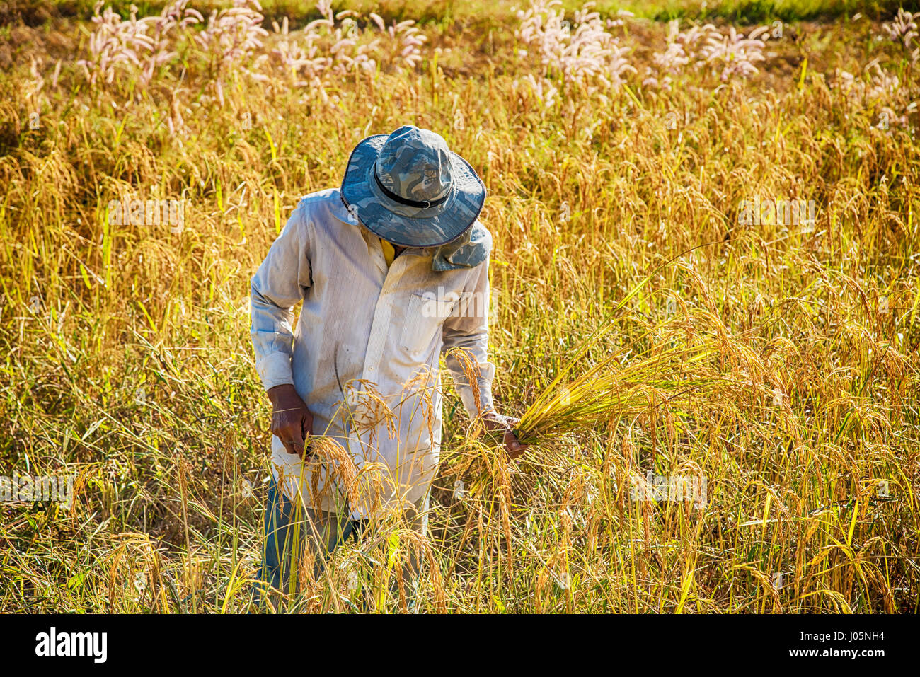 Happy farmer harvesting rice in field, it's harvest time Stock Photo ...