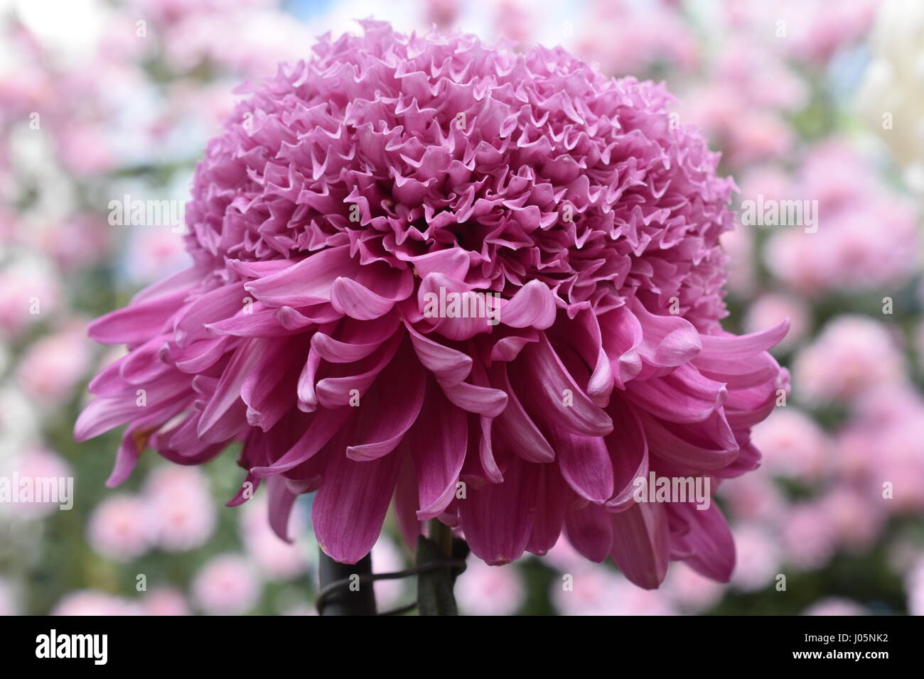 Large chrysanthemum hi-res stock photography and images - Alamy
