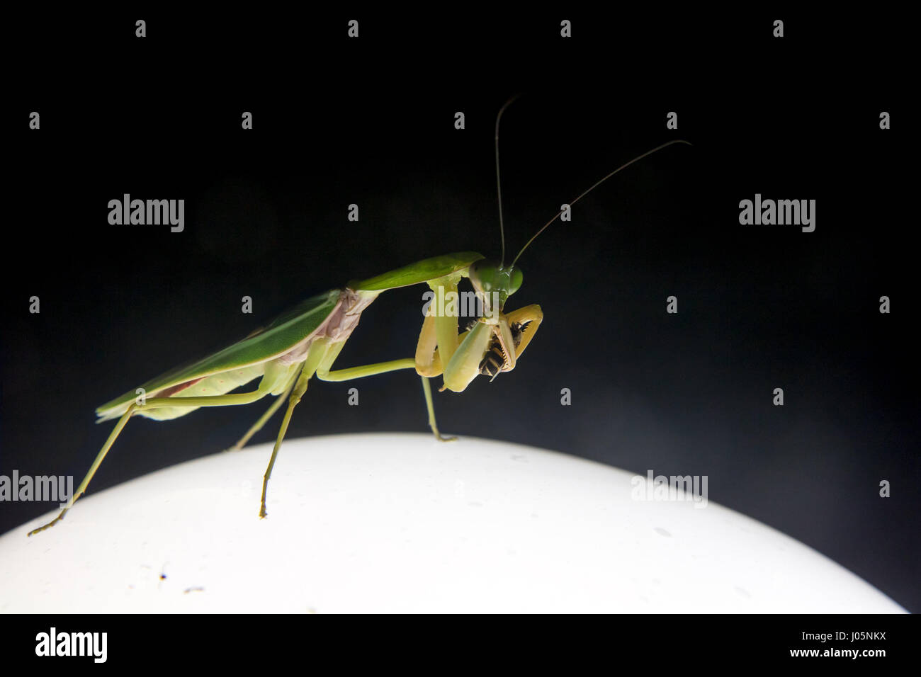 hunting mantis eating beetle on a lighting lamp Stock Photo - Alamy
