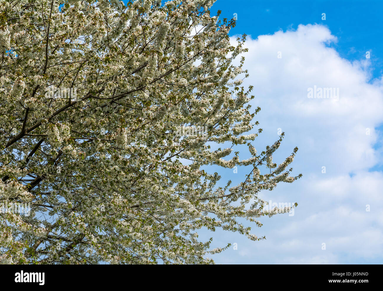 Blue cherry blossom trees hi-res stock photography and images - Alamy