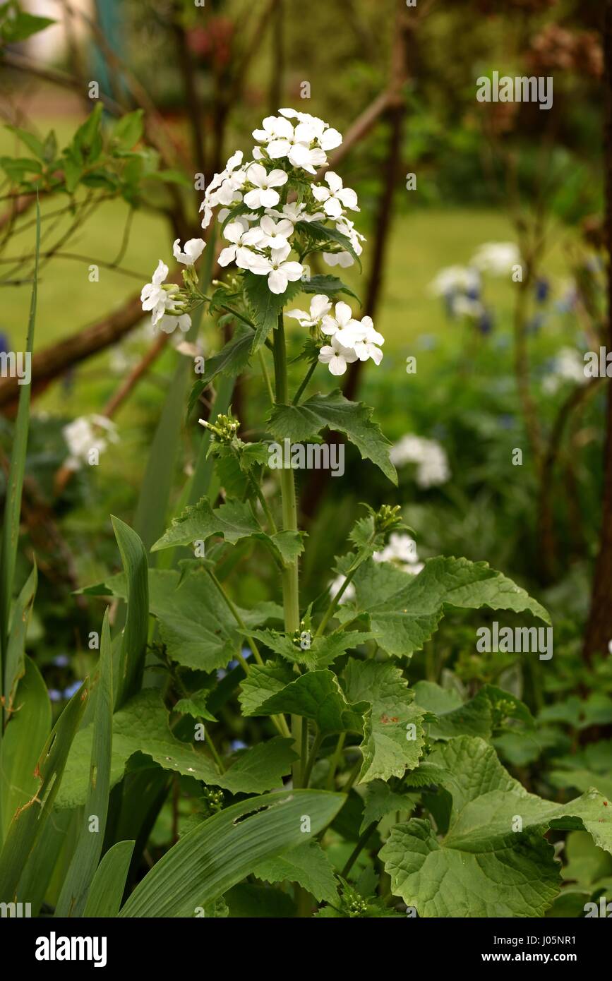 White honesty hi-res stock photography and images - Alamy