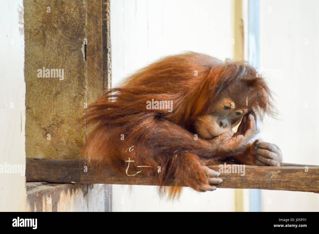Young Monkey Orang-Outang on a branch in a wildlife park Stock Photo ...