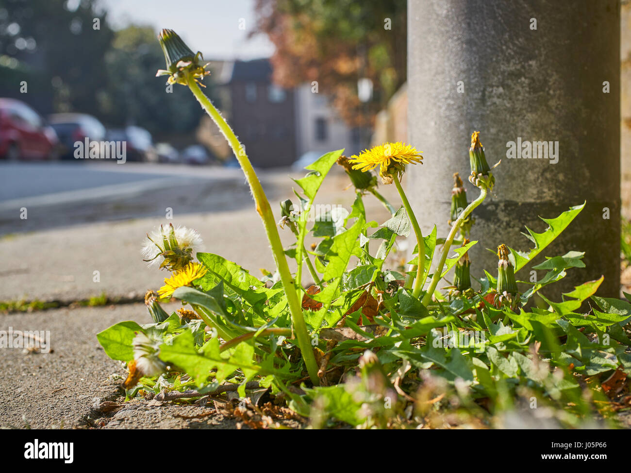 Weeds growing out of the pavement on an urban roadside Stock Photo - Alamy
