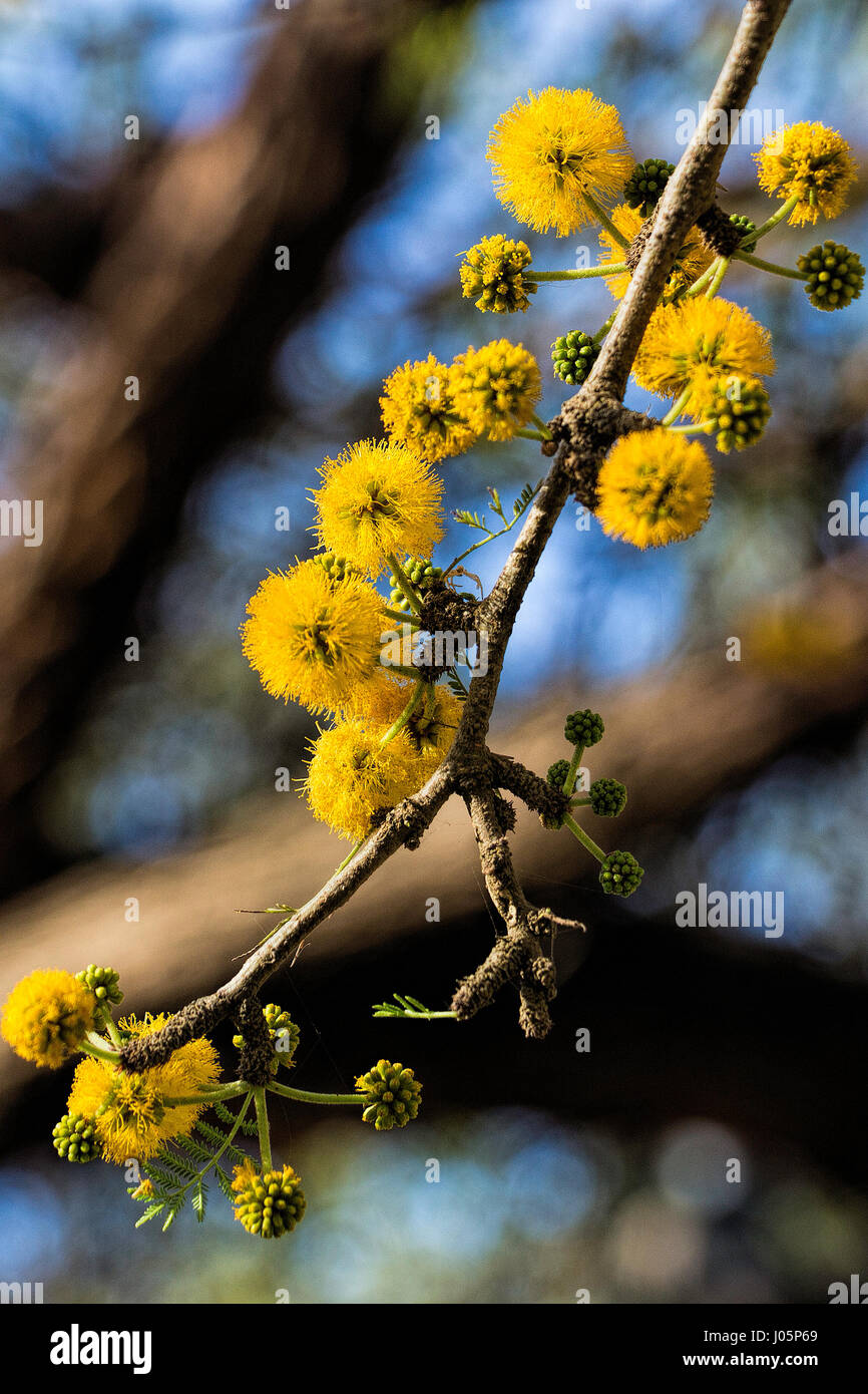 Vachellia (Acacia) caven Stock Photo - Alamy