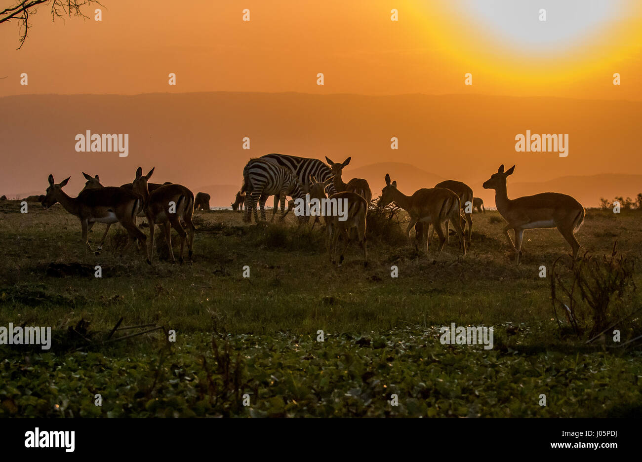 Kenya sunset hi-res stock photography and images - Alamy