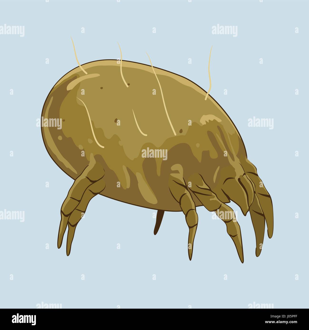 House dust mite. Microscopic bugs cause of allergies. Vector ...