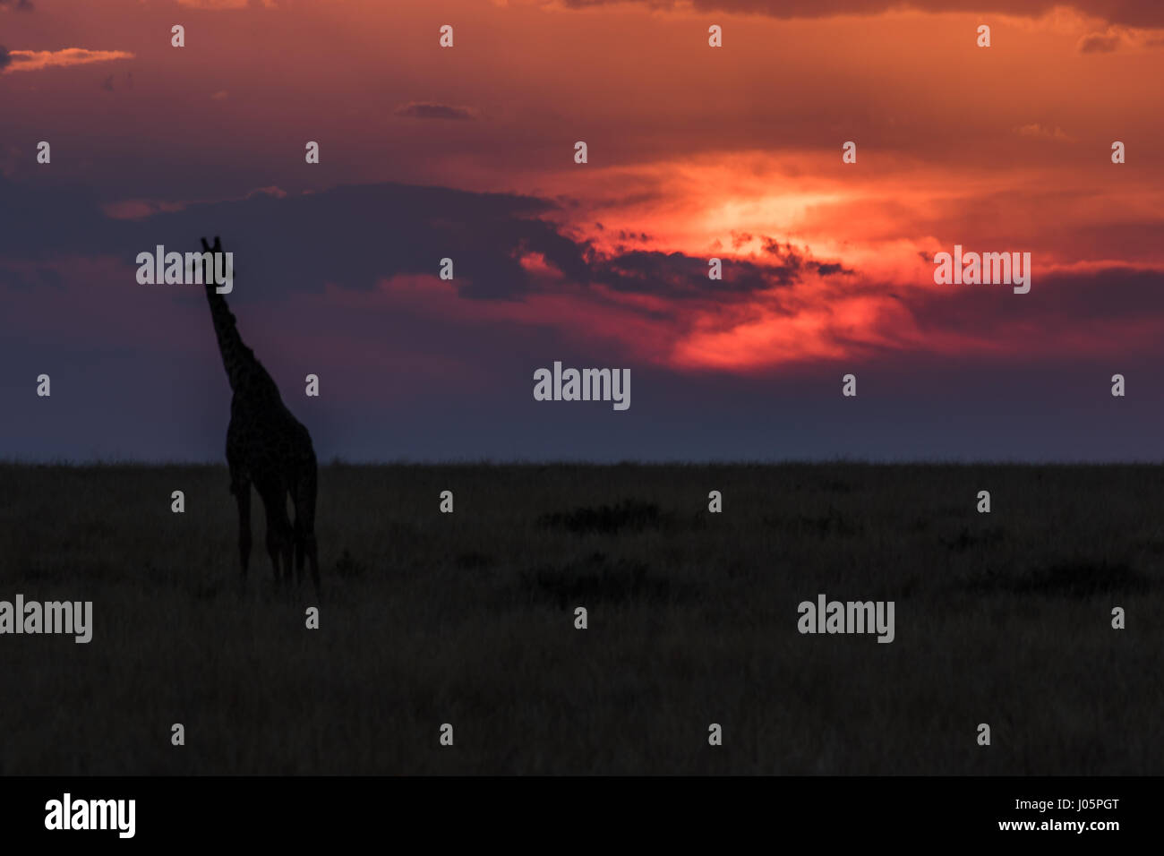 Kenya sunset hi-res stock photography and images - Alamy