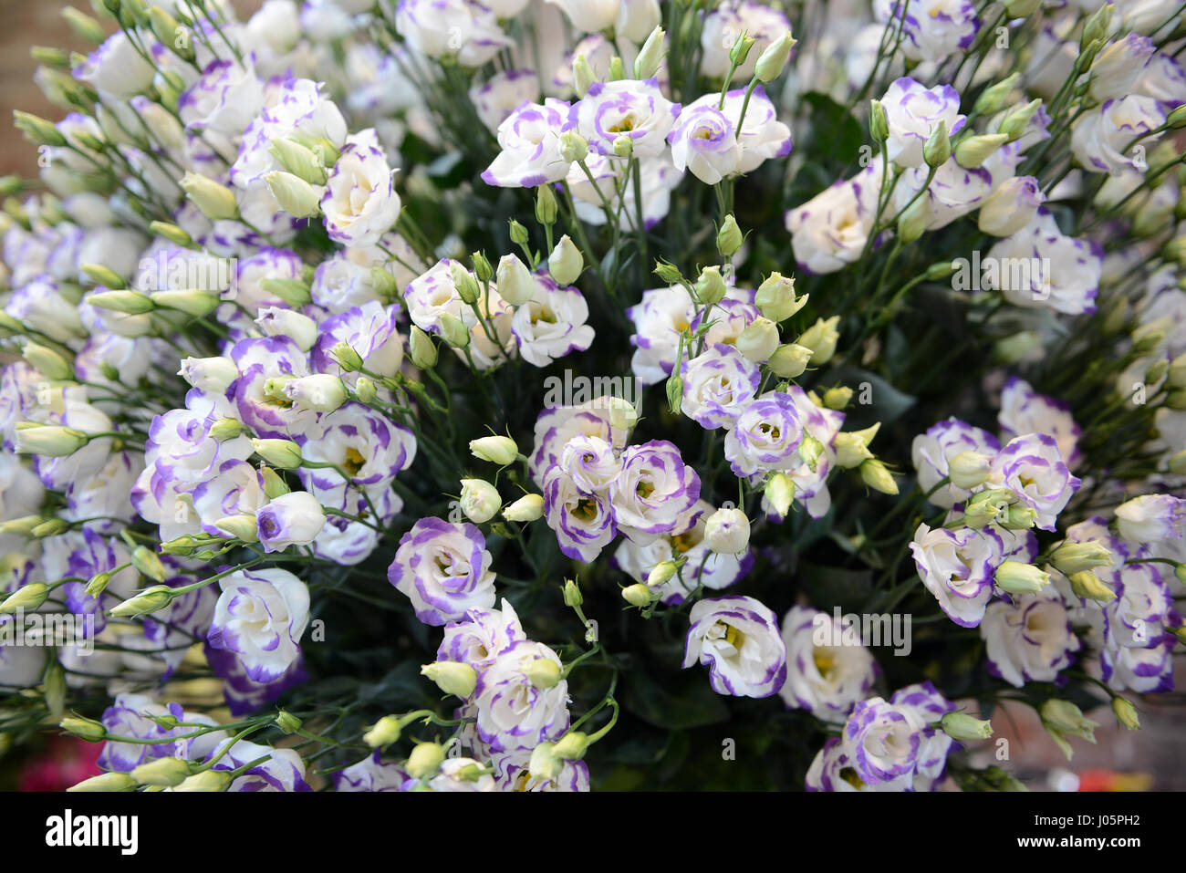 blue white purple bunch of Eustoma Rosita Rose Stock Photo - Alamy