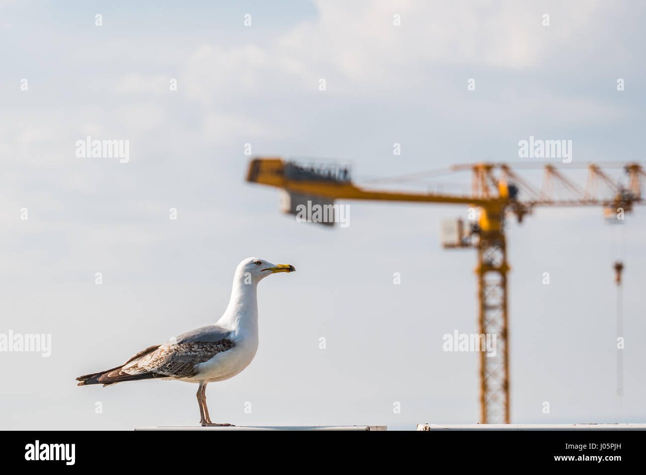 Seagull on a rooftop in Istanbul, Turkey, with construction crane in ...