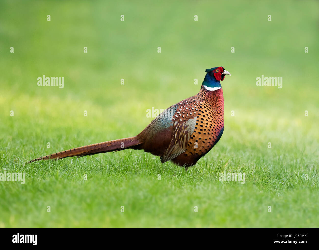 Large colourful bird hi-res stock photography and images - Alamy