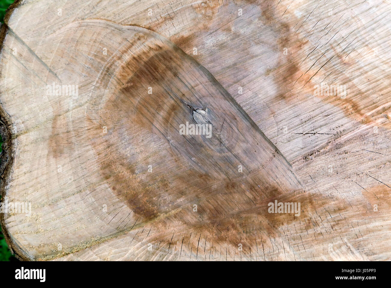 Background image: the surface of the stump of the felled wood with ...