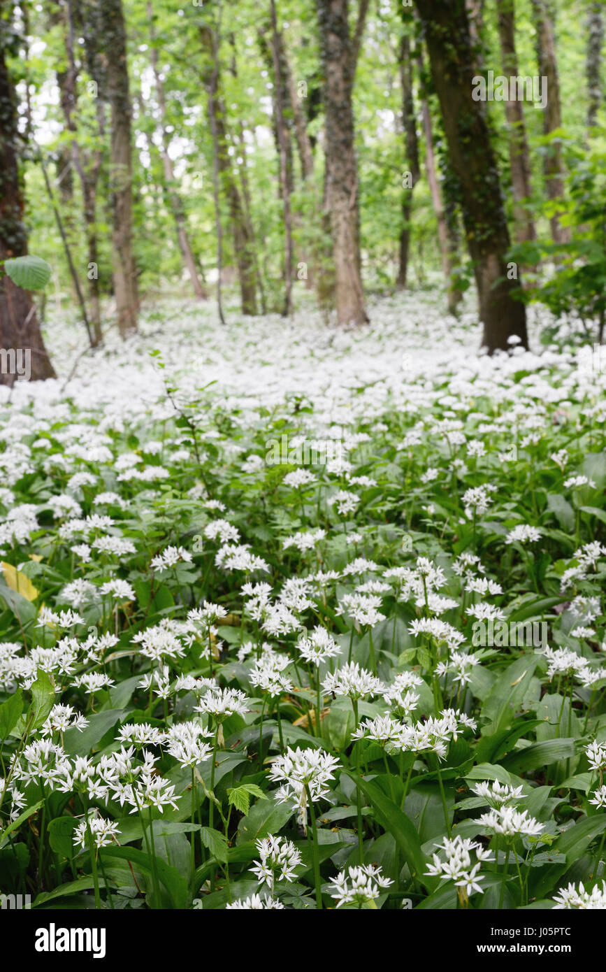wild garlic (ramson) forest in blossom. eatable plant Stock Photo - Alamy