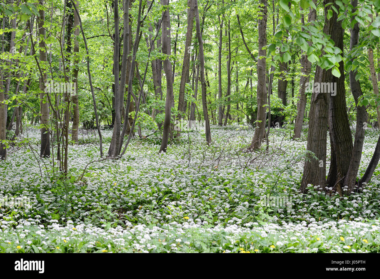 wild garlic (ramson) forest in blossom. eatable plant Stock Photo - Alamy