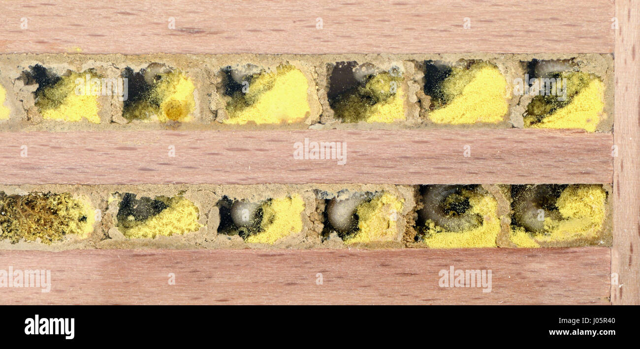 wild bee larva in its hive Stock Photo - Alamy