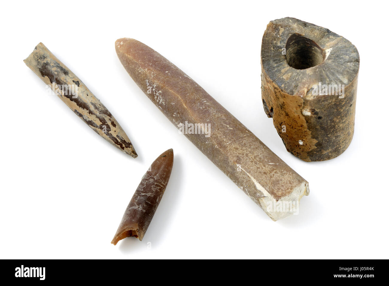 Belemnoid hi-res stock photography and images - Alamy