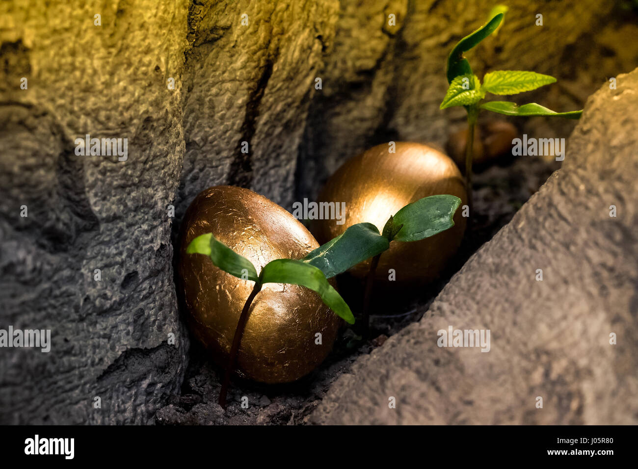 Two golden easter eggs are hidden in a tree niche Stock Photo - Alamy