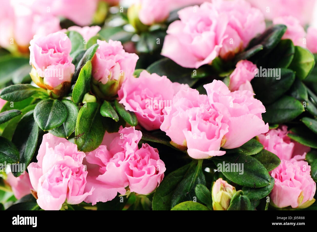 pink azalea bush on white isolated background Stock Photo - Alamy