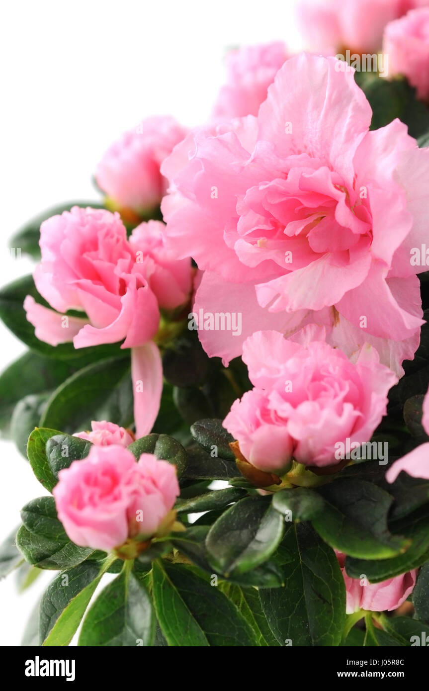 Azalea bush hi-res stock photography and images - Alamy