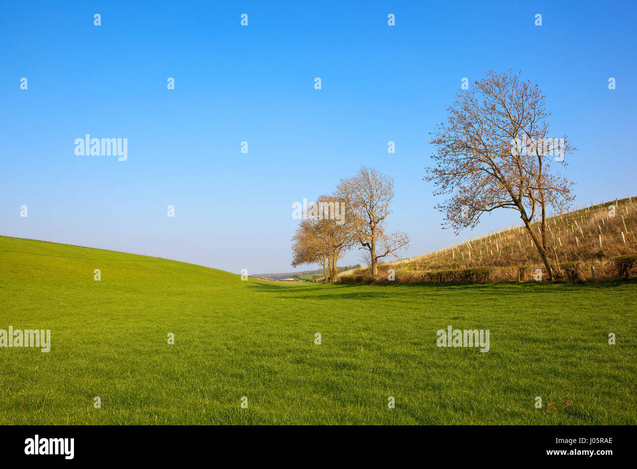 a hillside green grazing pasture with ash trees and a young plantation ...