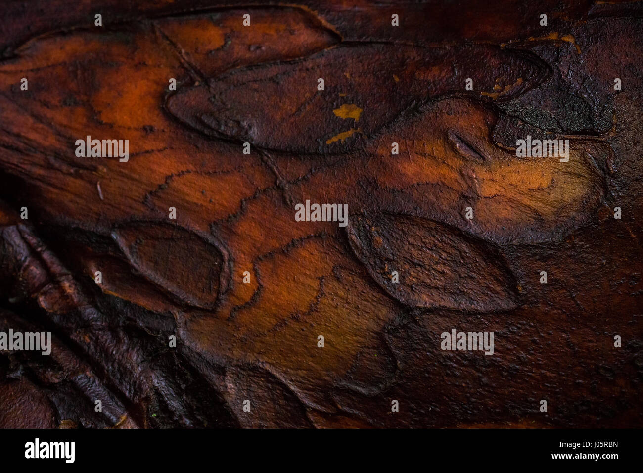 Close up on wet and red tree bark Stock Photo - Alamy