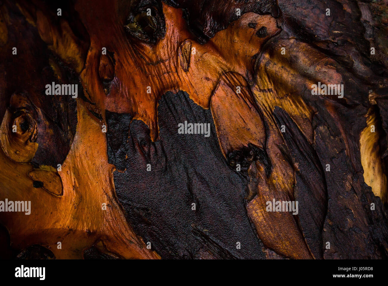 Close up on wet and red tree bark Stock Photo - Alamy