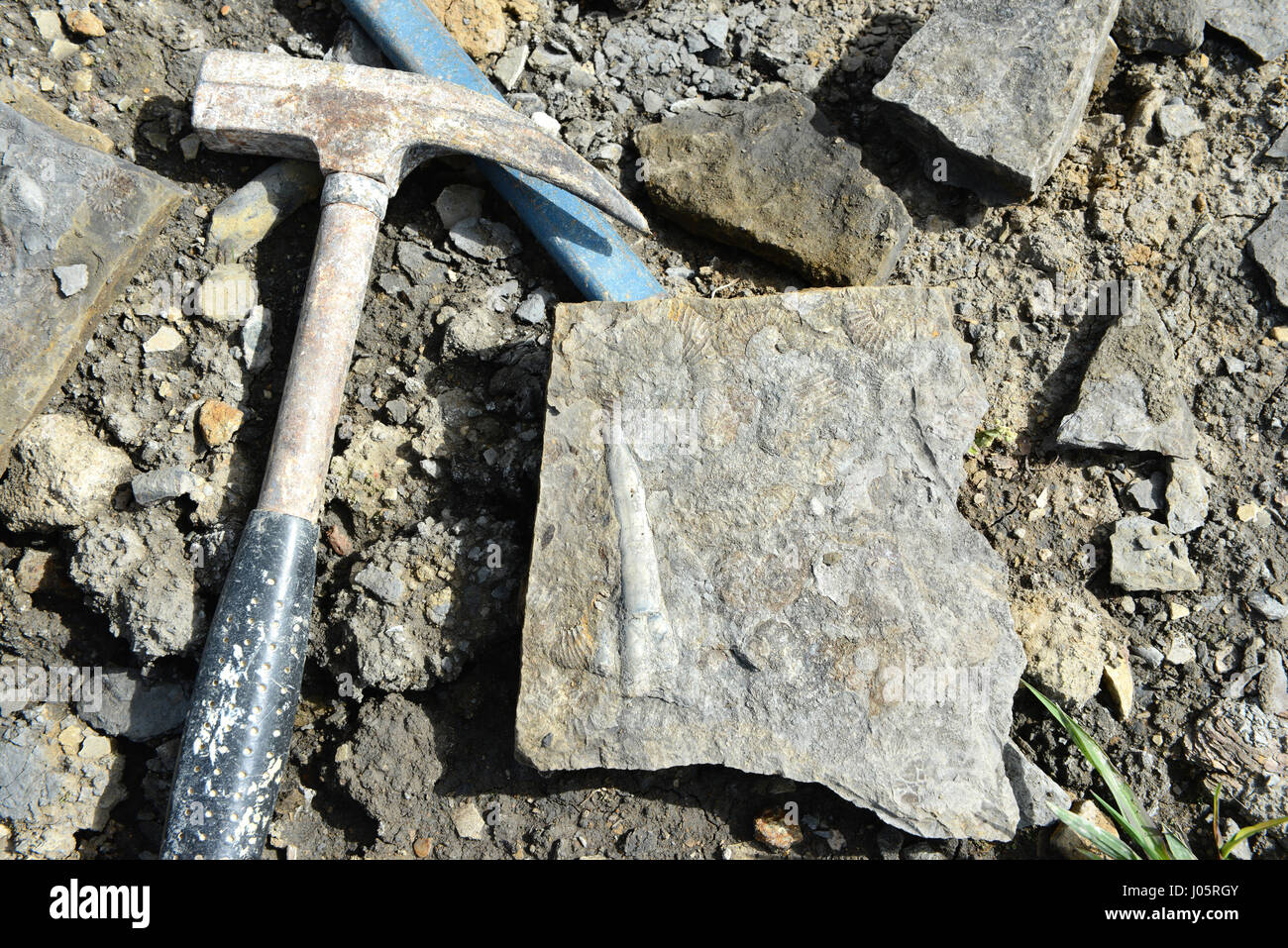 collecting Belemnite fossil in stone. Found in franconia, Bavaria ...