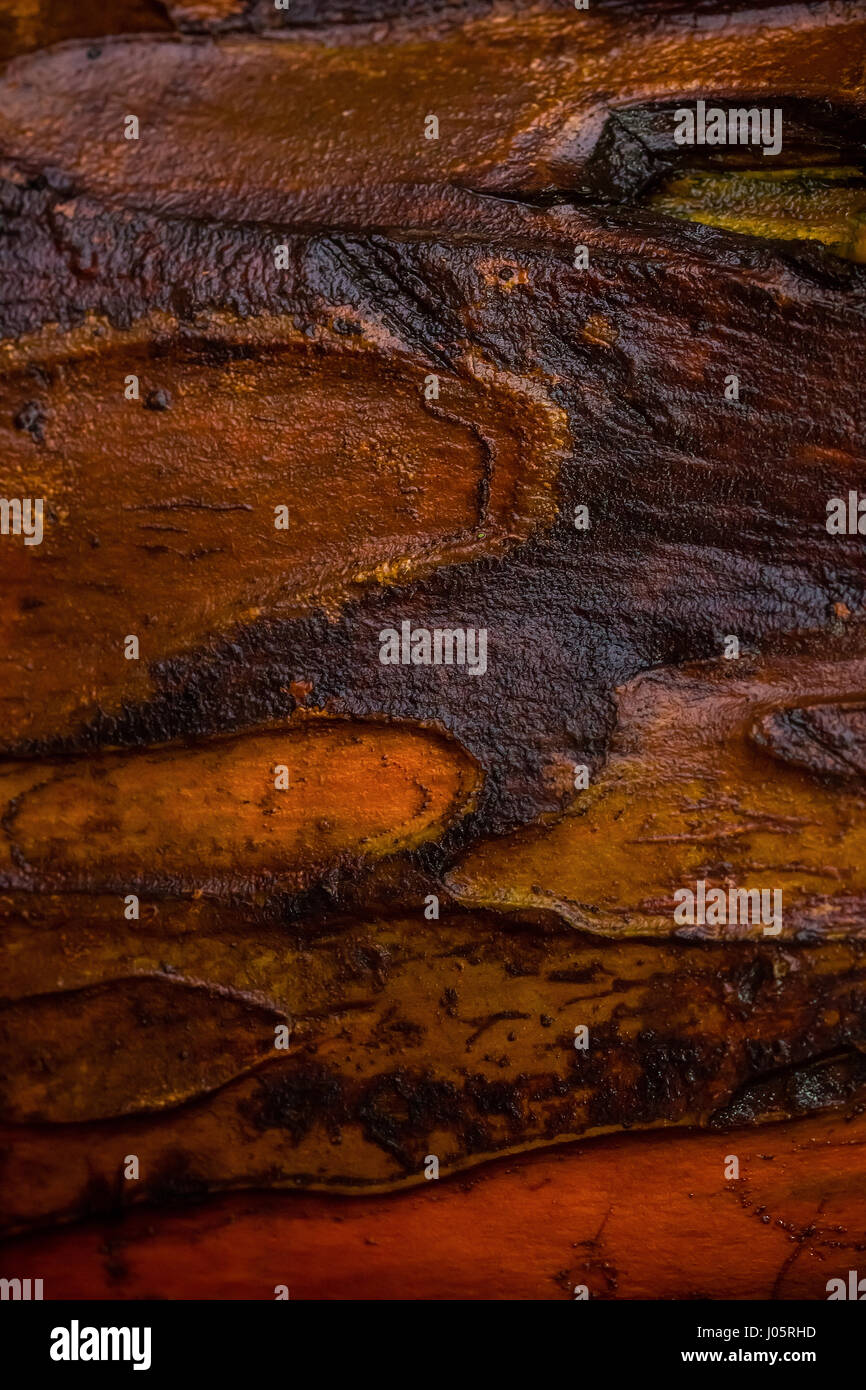 Closeup image of an old tree bark texture bark hi-res stock photography ...