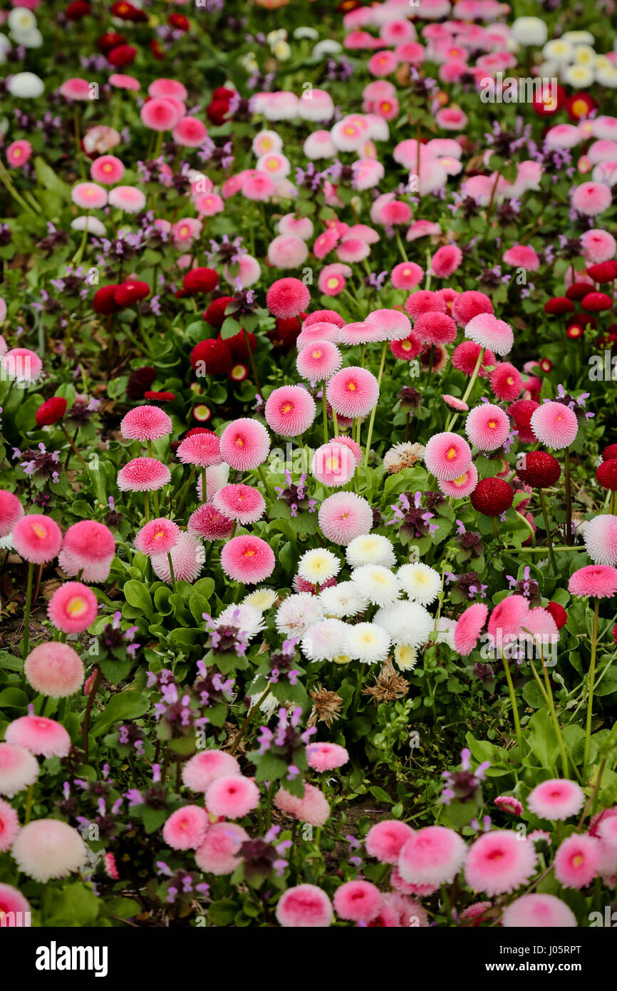 Pink bellis flowers in a public park Stock Photo - Alamy