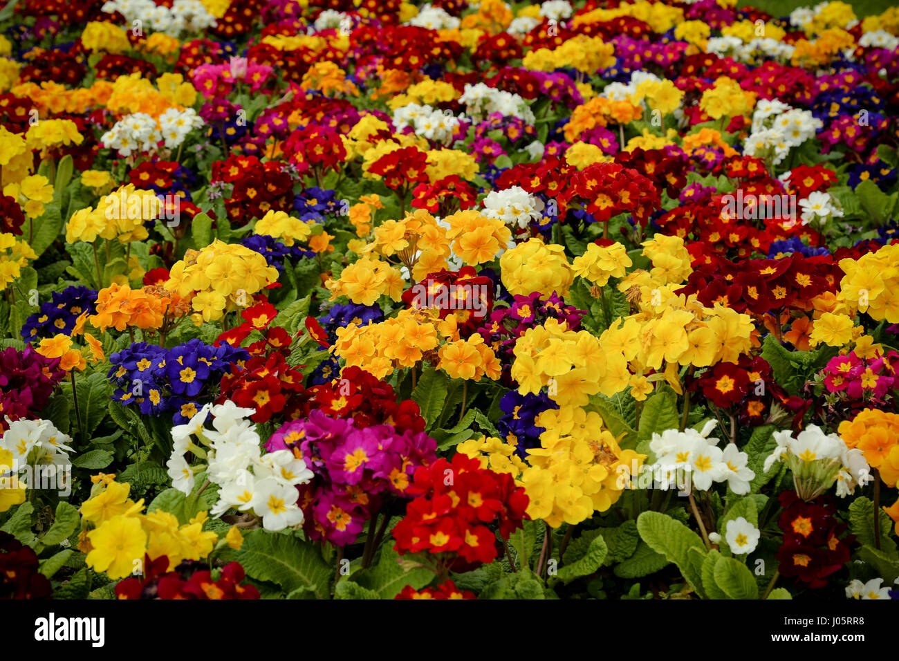 A colourful display of primroses and polyanthus flowers Stock Photo - Alamy