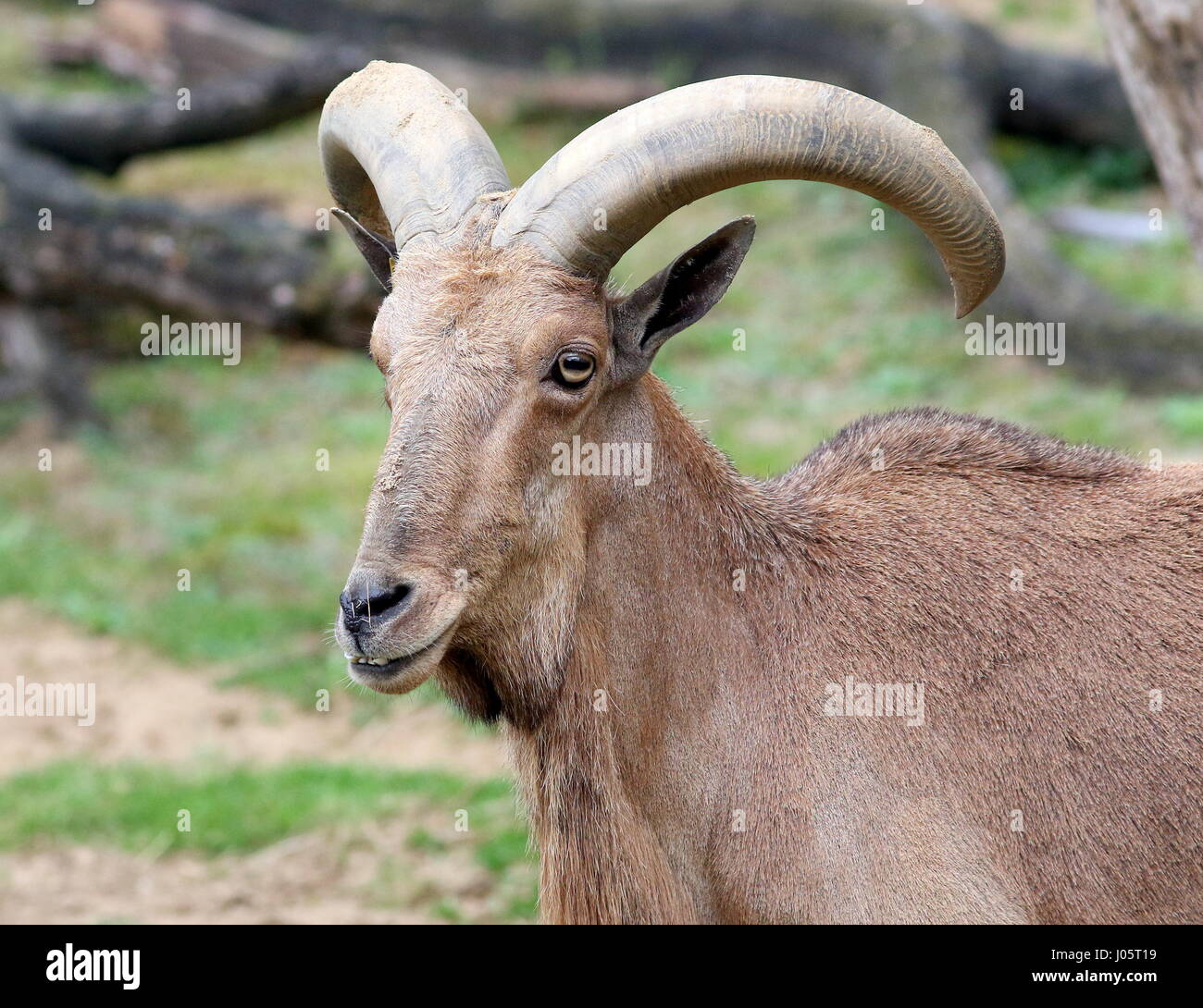 Goat Ram Horns Stock Photos & Goat Ram Horns Stock Images - Alamy