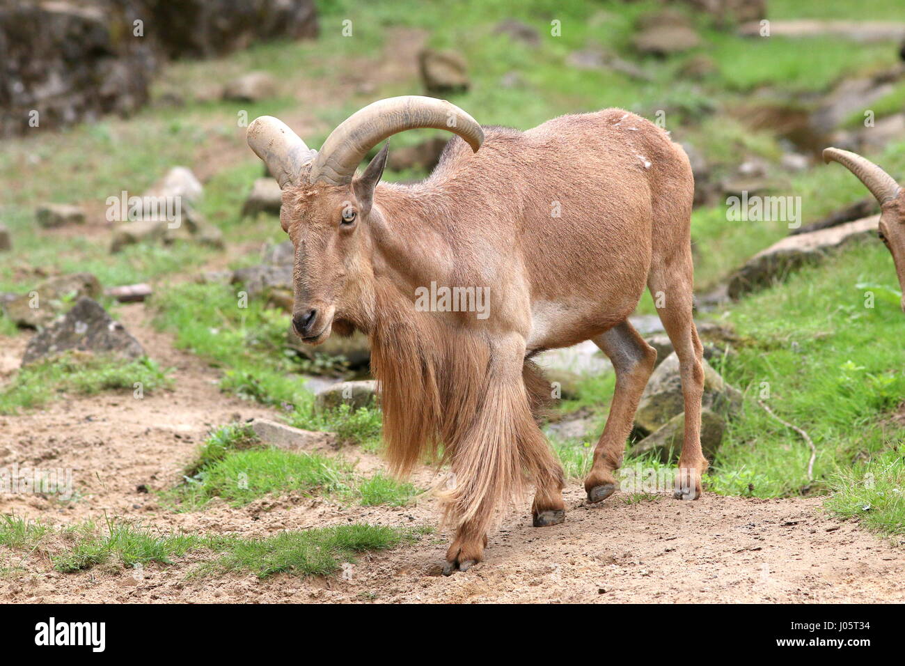 North African Barbary sheep (Ammotragus Lervia Stock Photo - Alamy